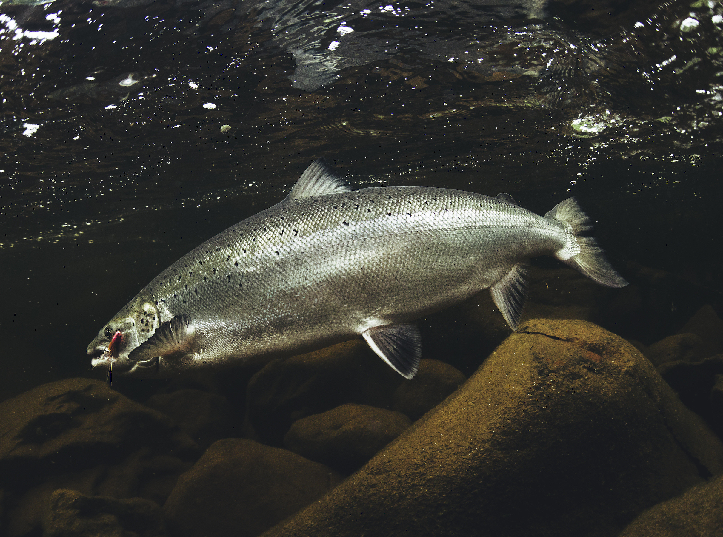 Utleie av laksefiske